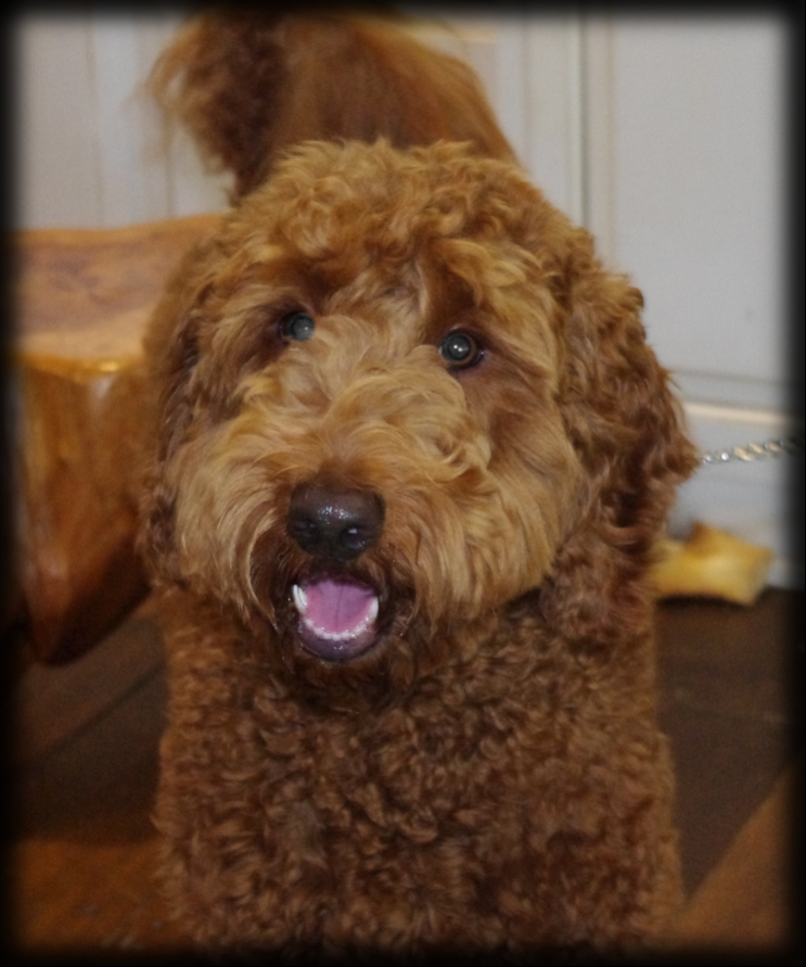 Welcome to Aussie Labradoodle