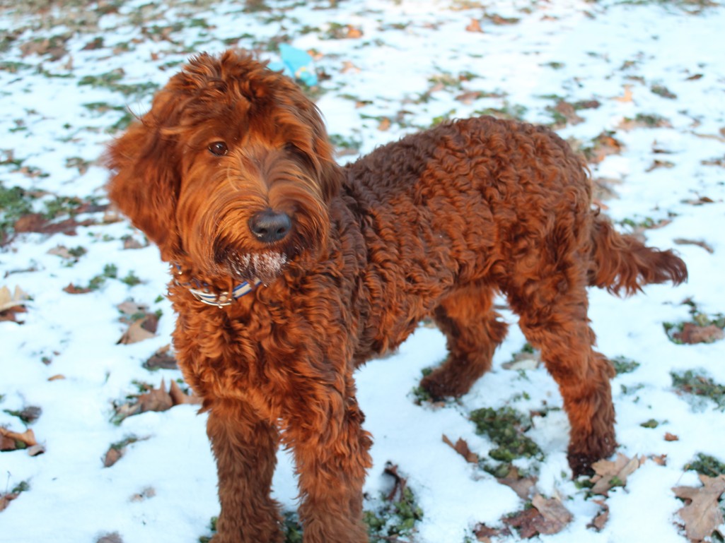Welcome to Aussie Labradoodle