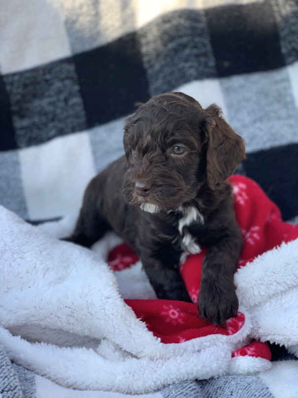 Aussie Labradoodle - Available Australian Labradoodle Pups