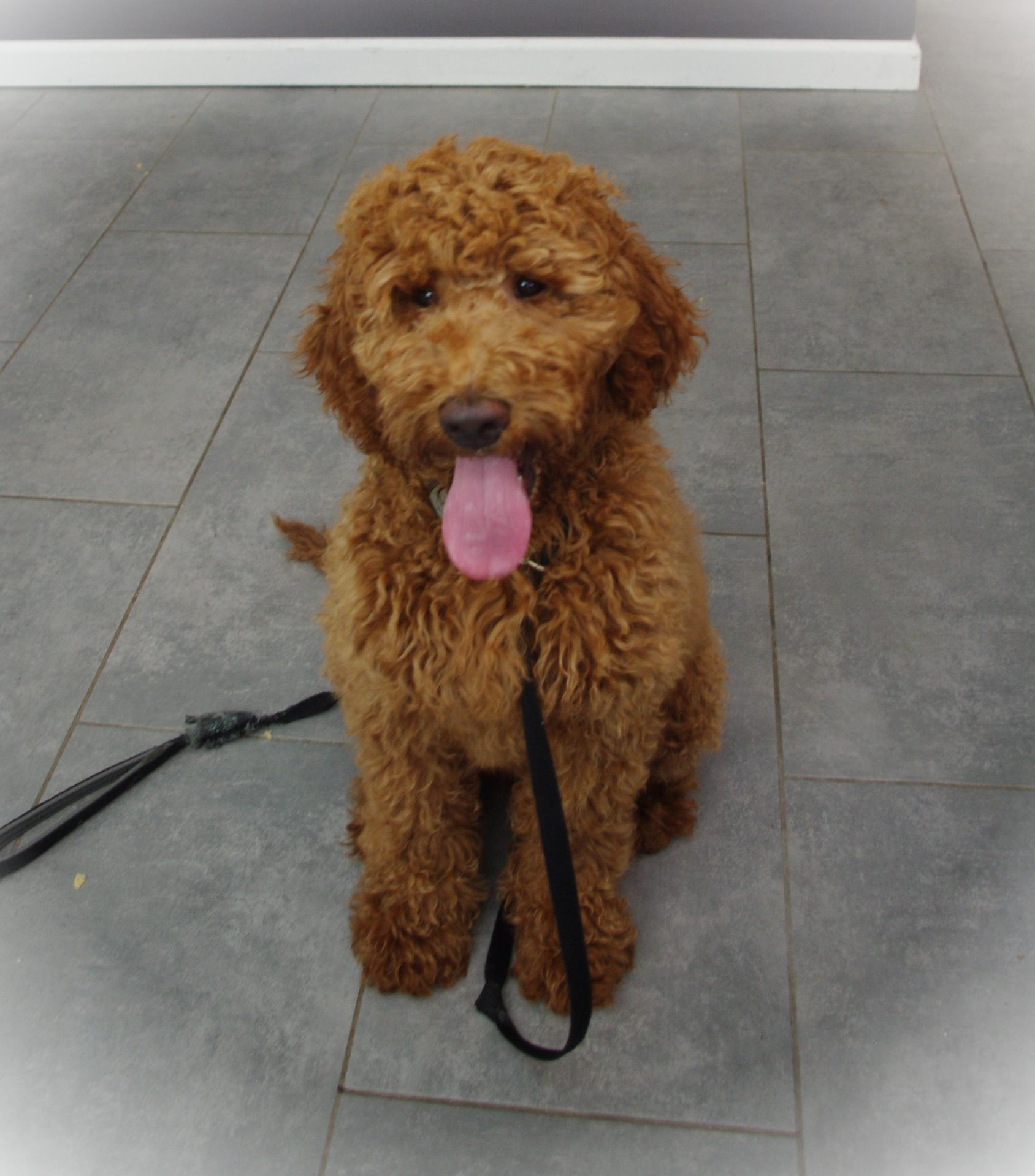 Welcome to Aussie Labradoodle